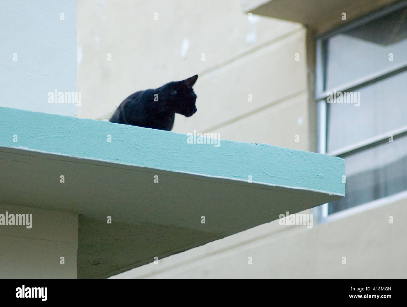 A black cat in Miami Beach Florida Stock Photo - Alamy