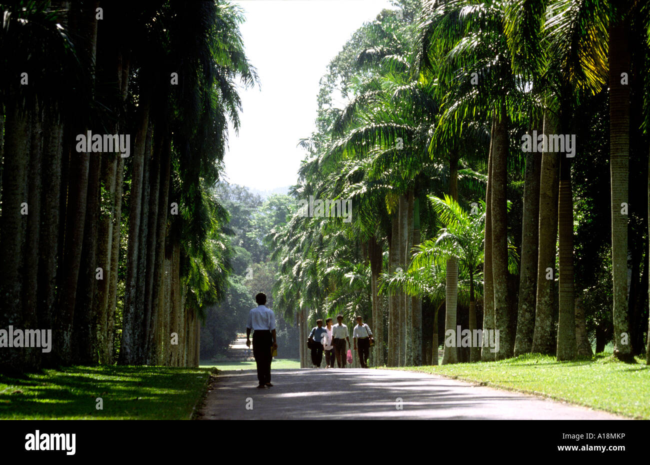 Sri Lanka Kandy Peradeniya Botanical Gardens Royal Palm Avenue planted ...