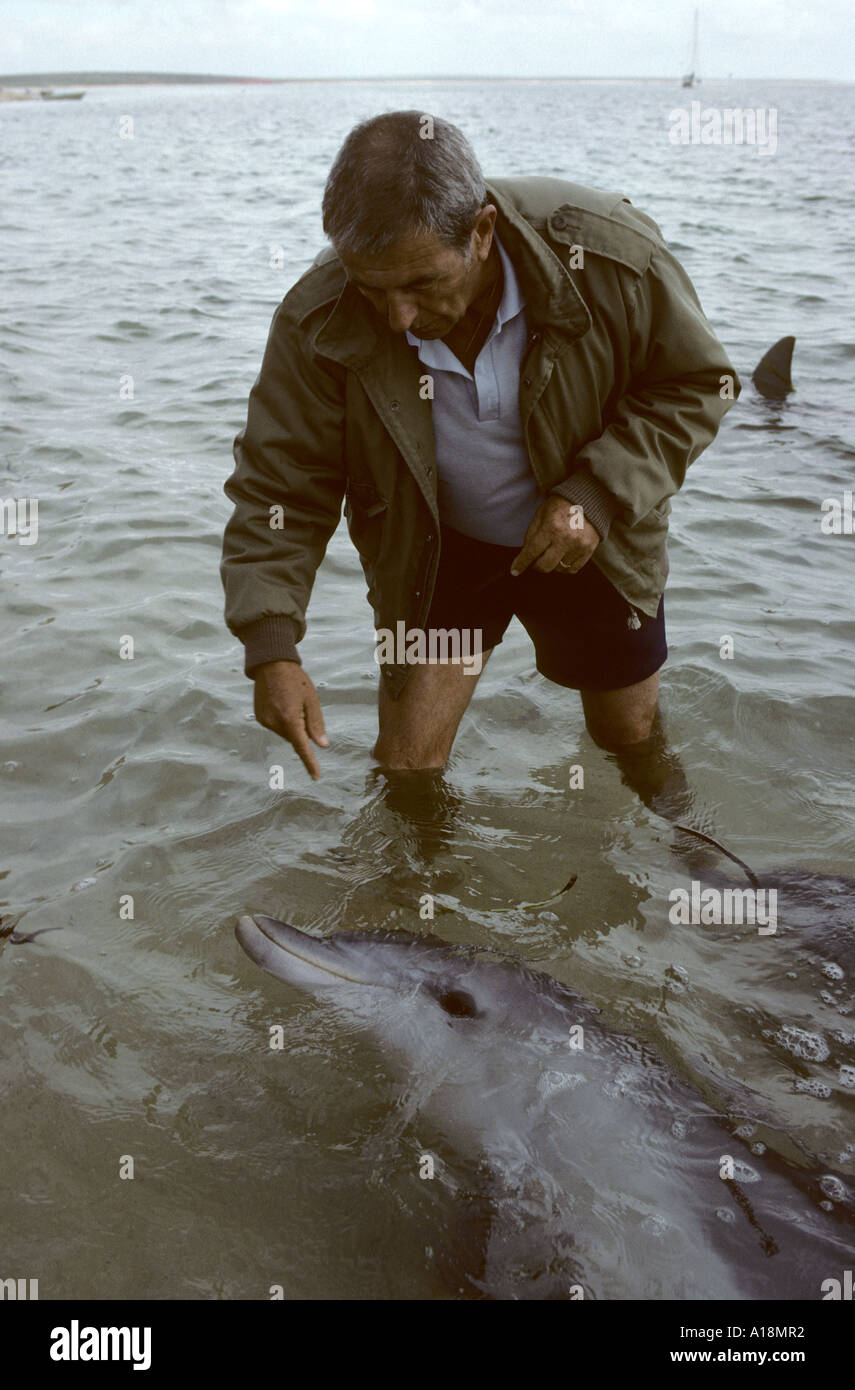 Ranger and wild dolphins Monkey Mia Western Australia Stock Photo - Alamy