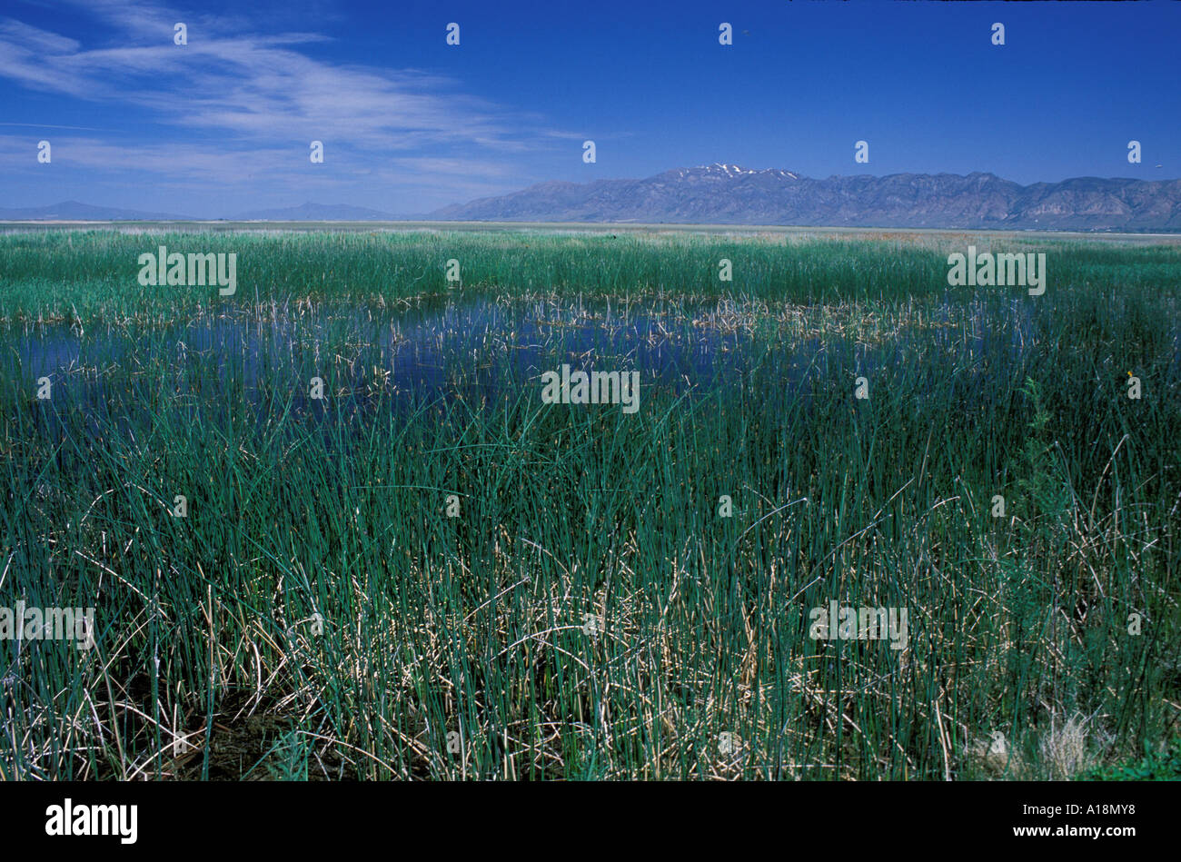 Utahs great salt lake water hi-res stock photography and images - Alamy