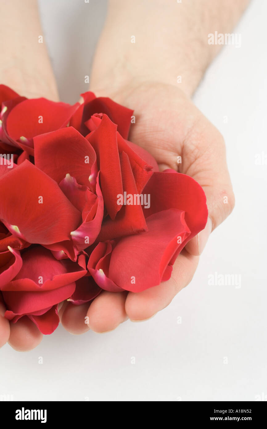 Hands Holding Rose Petals Stock Photo - Alamy