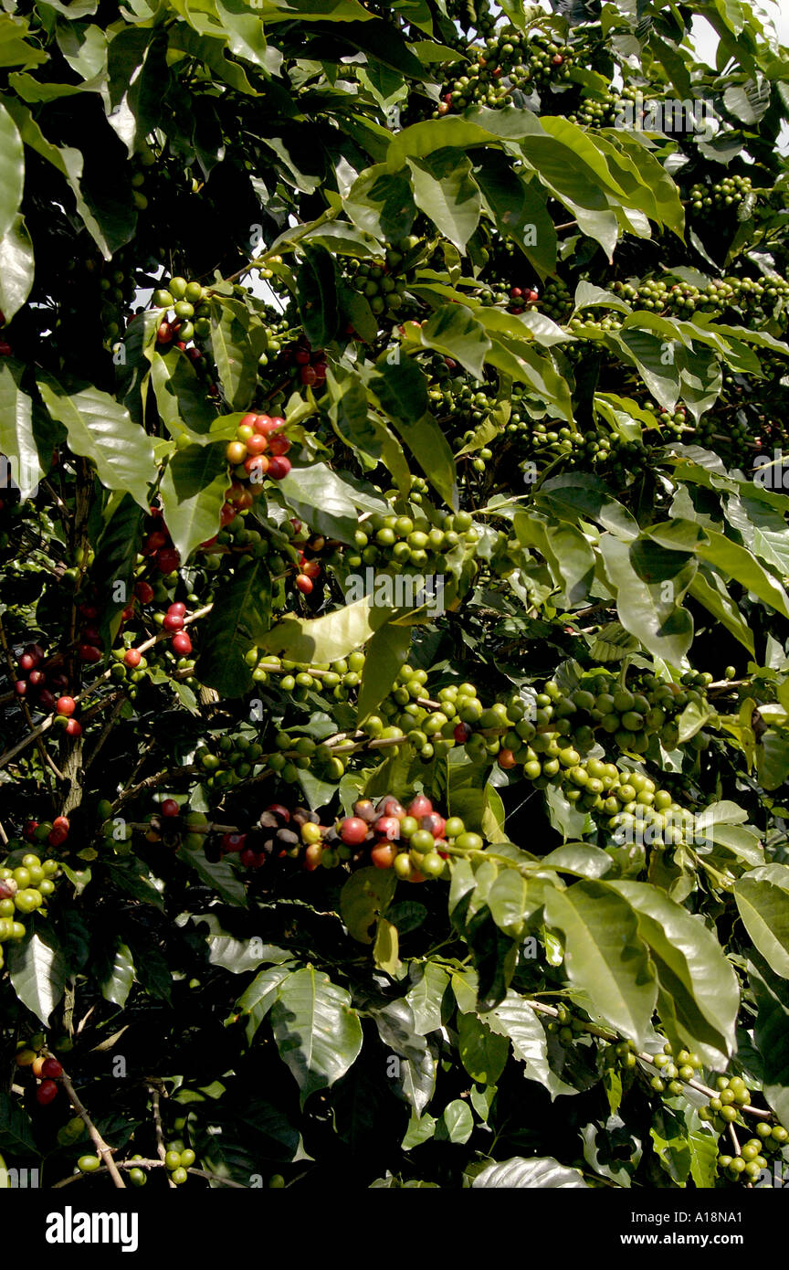 Coffee Beans on a coffee plant in Costa Rica Stock Photo - Alamy