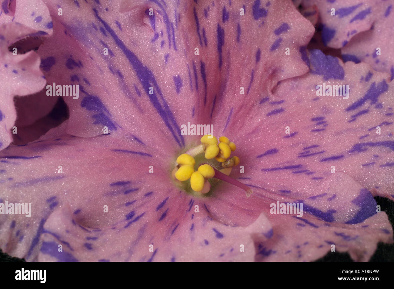 African violet (Saintpaulia ionantha Stock Photo - Alamy