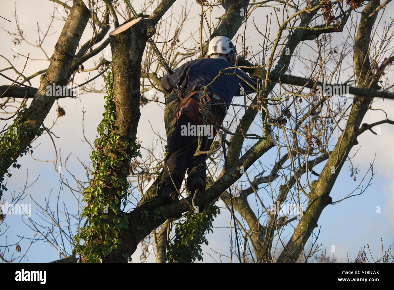 NORTH WALES UK December A male tree surgeon wearing safety harness and clothing balancing on a ...