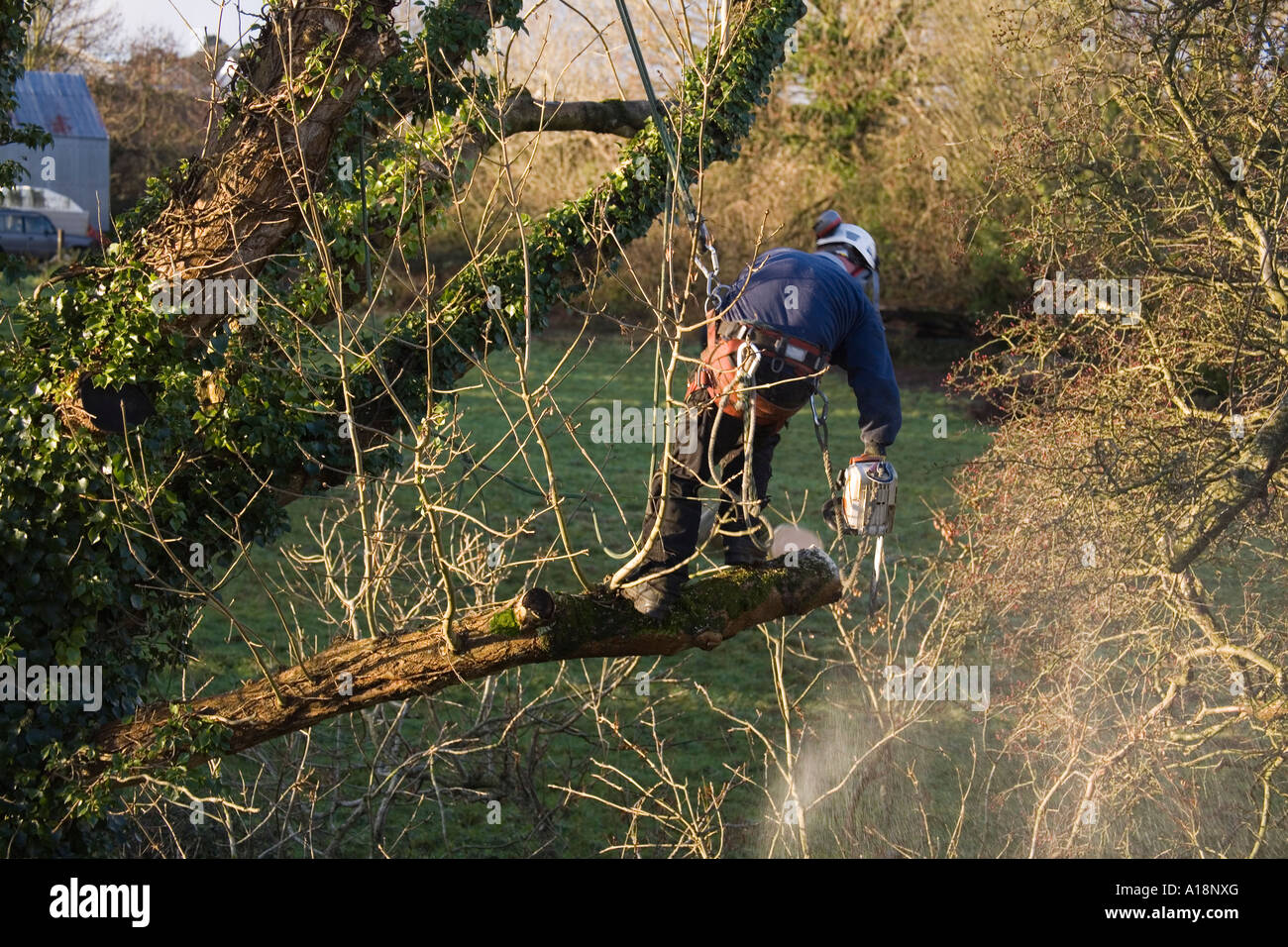 NORTH WALES UK December Male tree surgeon wearing safety harness and ...