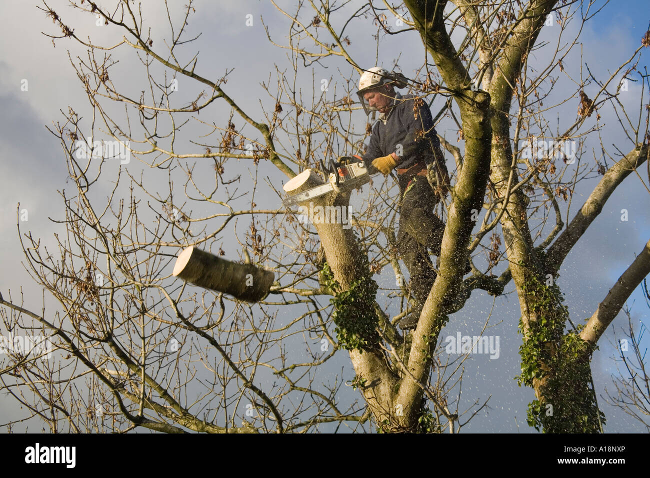 NORTH WALES UK December A male tree surgeon wearing safety harness and ...