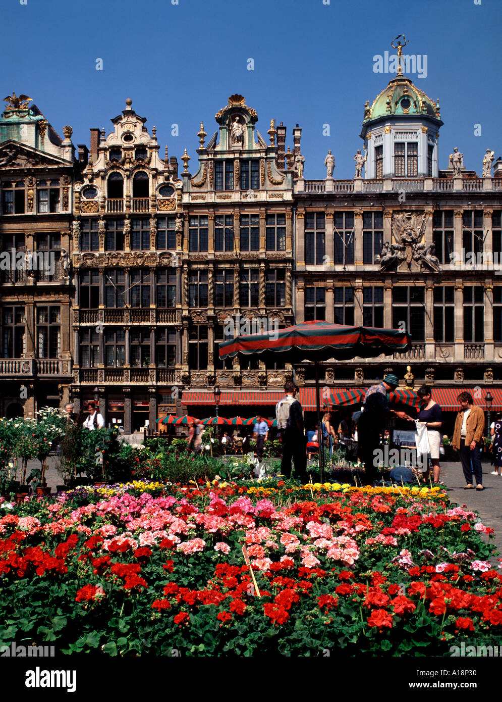 Brussels Flower Stock Photos & Brussels Flower Stock Images - Alamy