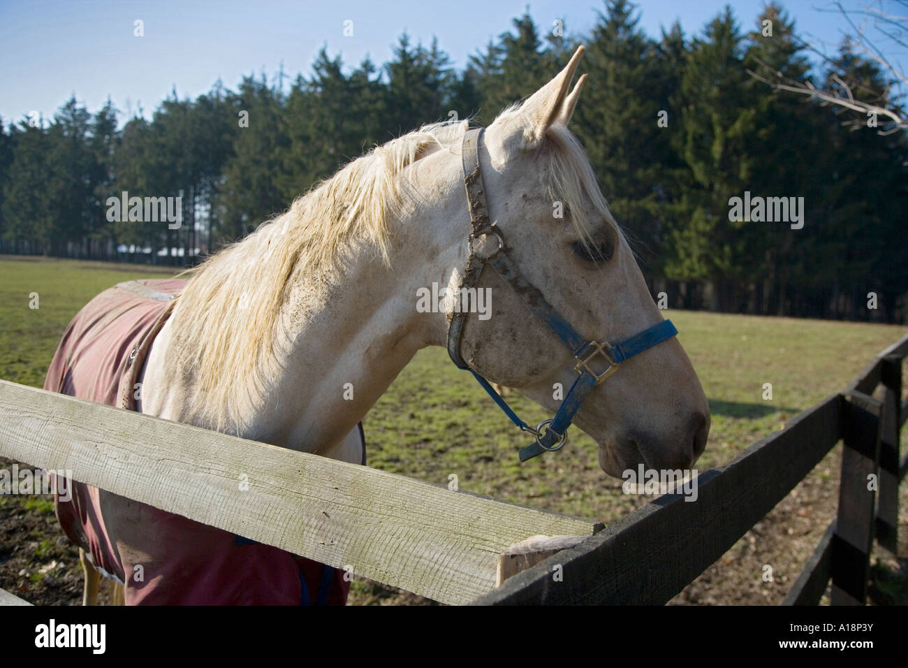 Horse in a corral Stock Photo - Alamy