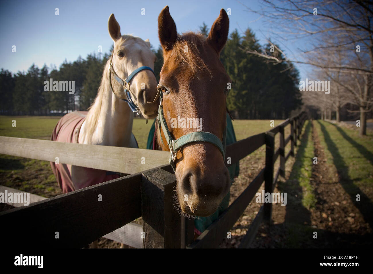 Horses in a corral Stock Photo - Alamy
