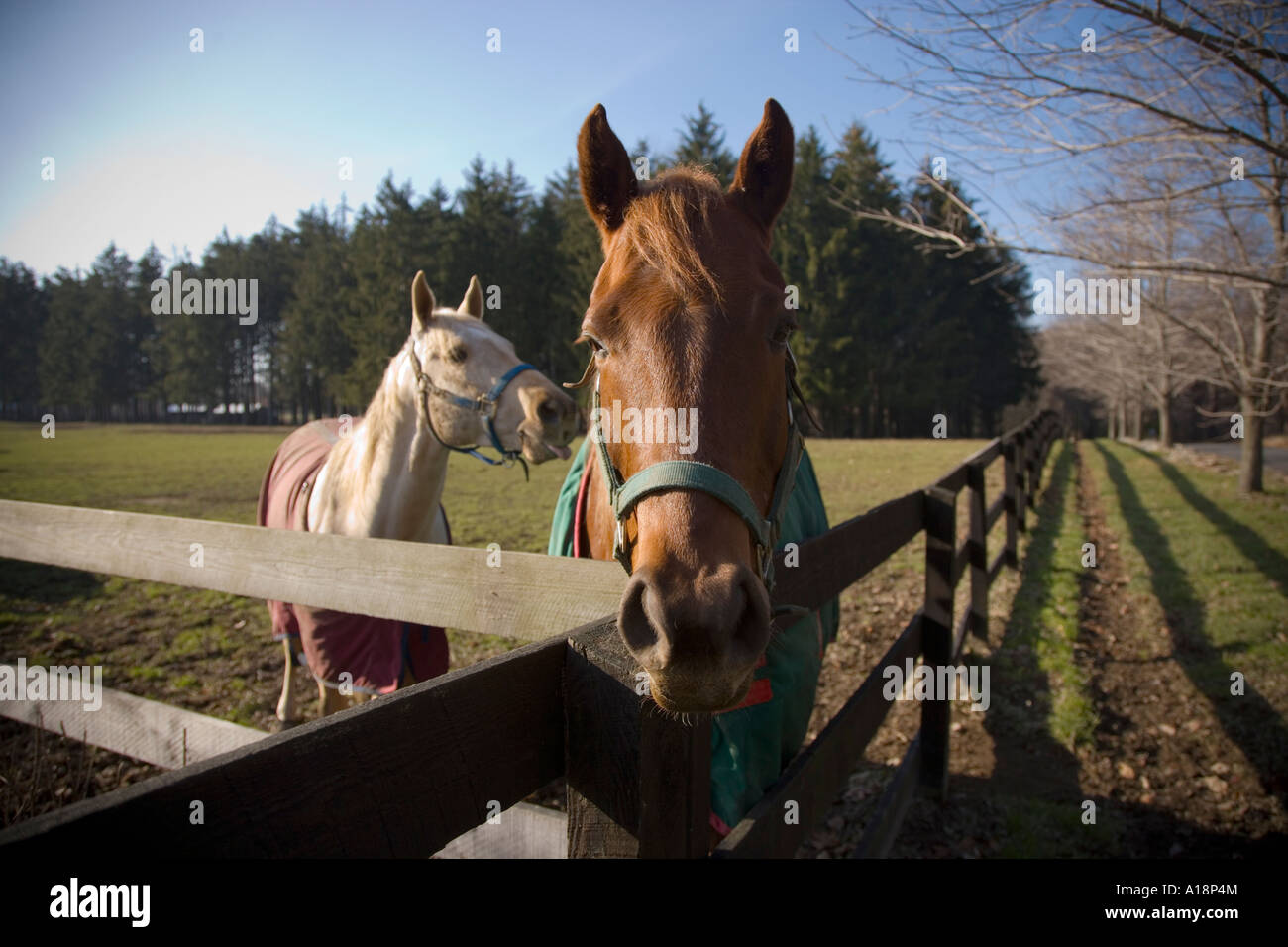 Horses in a corral Stock Photo - Alamy
