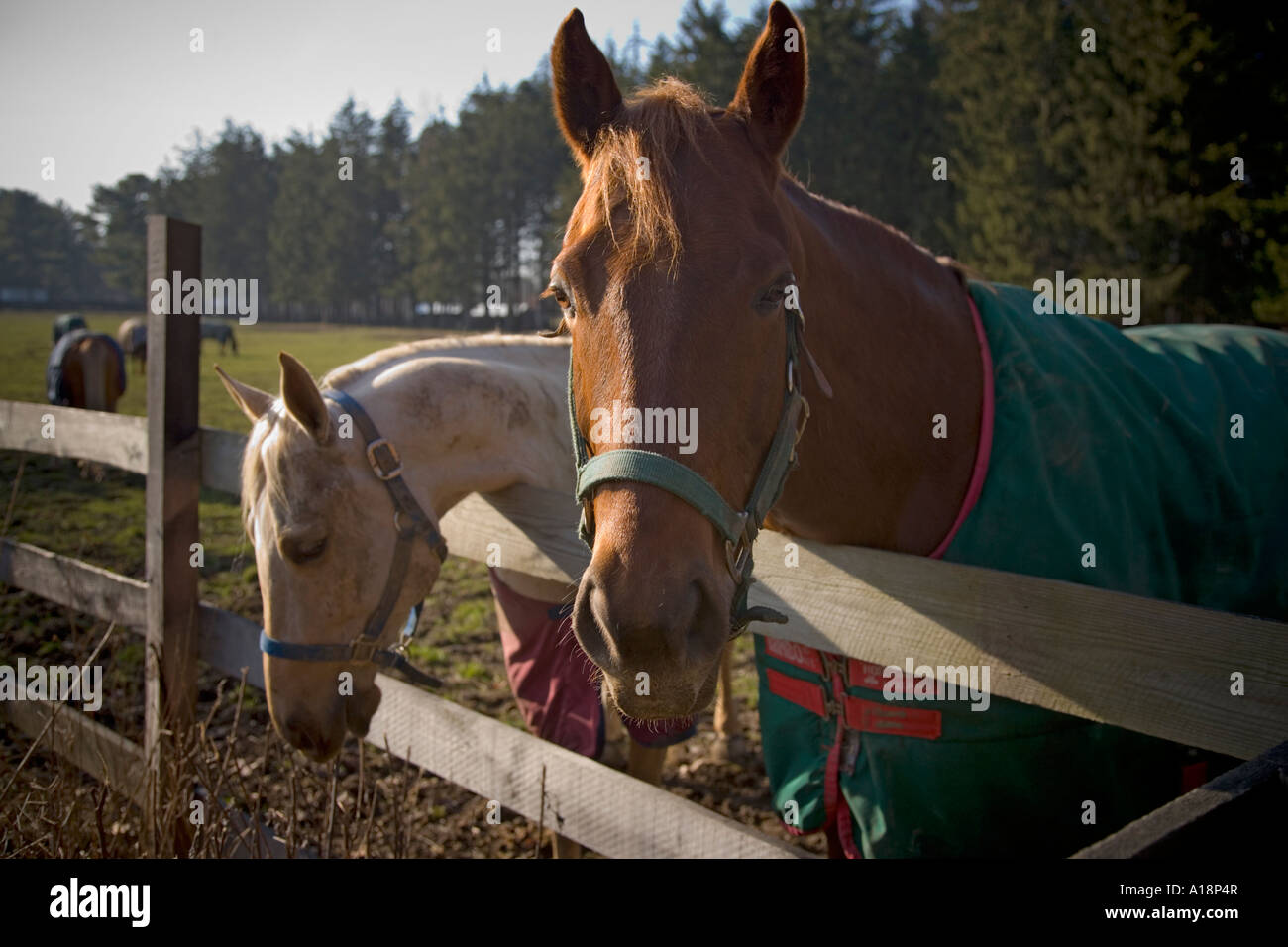Horses in a corral Stock Photo - Alamy