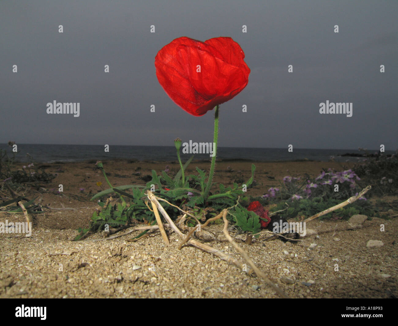 A Poppy flower growing on a beach on the mediteranian island of Cyprus ...