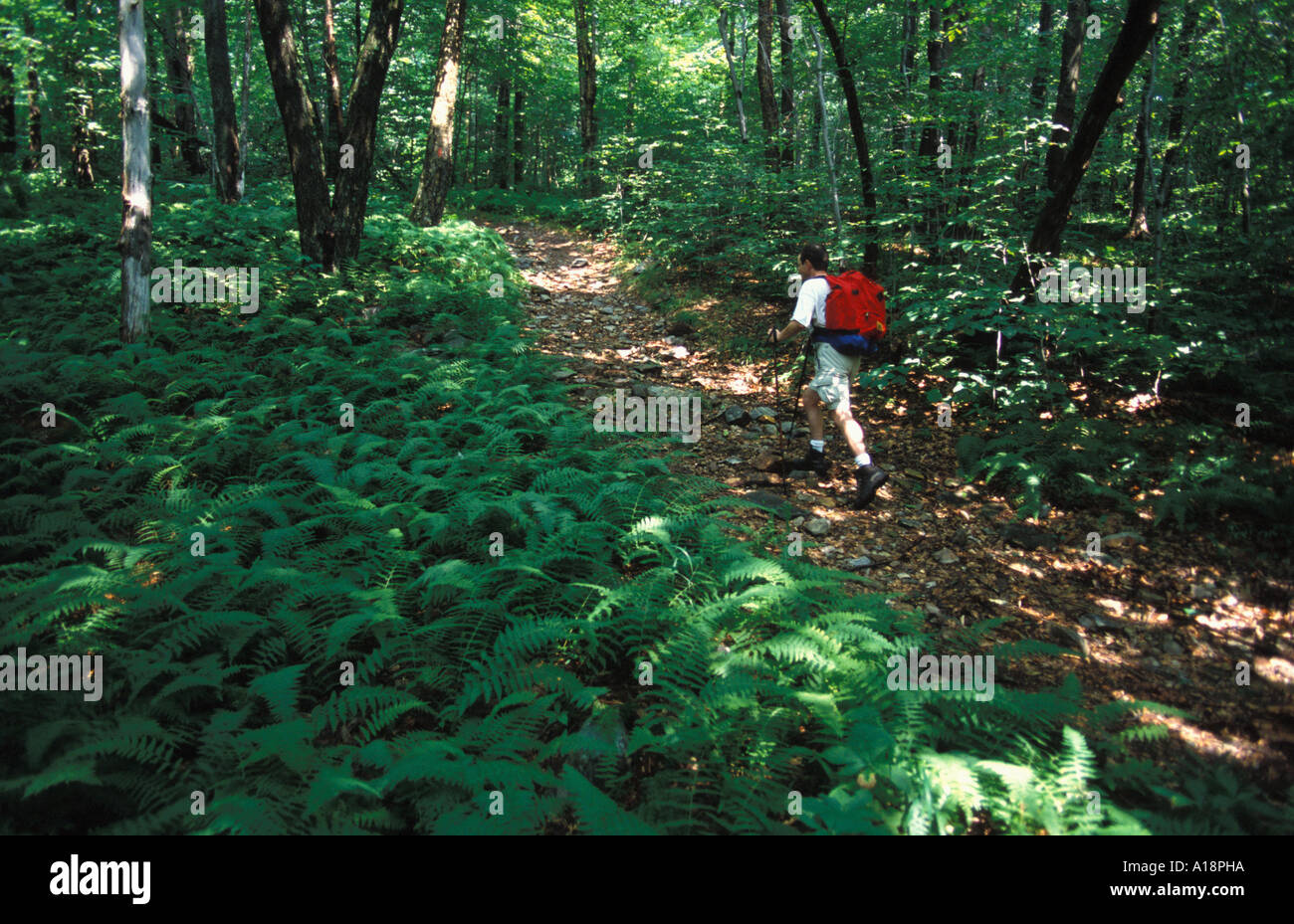 Man walking through ferns hi-res stock photography and images - Alamy