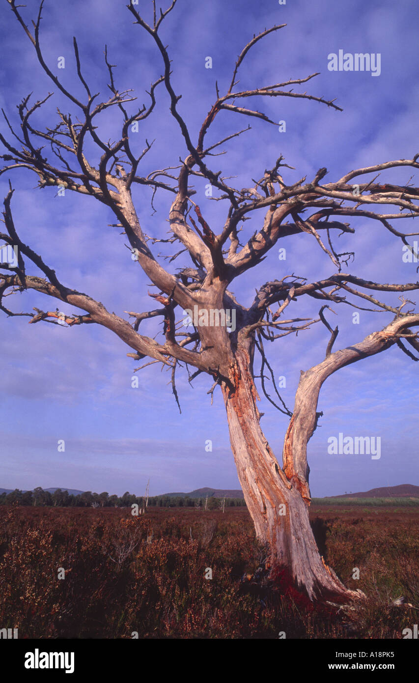 Dead Scots Pine Tree Stock Photo - Alamy