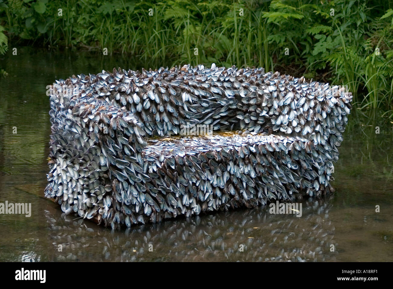 Bank covered with mussels Stock Photo - Alamy