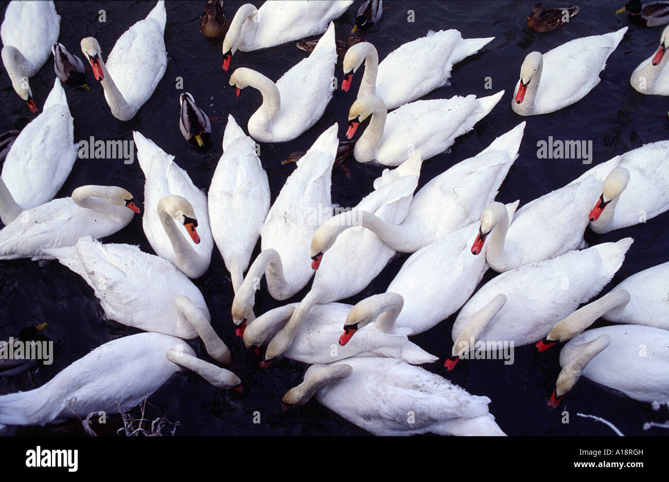 A gathering of swans on a river Stock Photo - Alamy