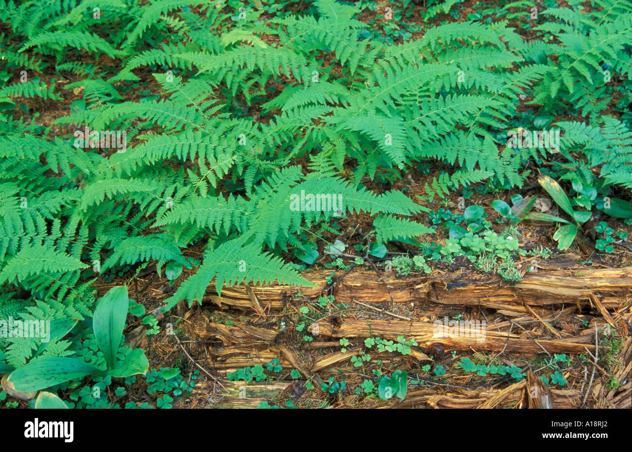 Stratton VT Spinulose wood ferns Dryopteris spinulosa and a decaying ...
