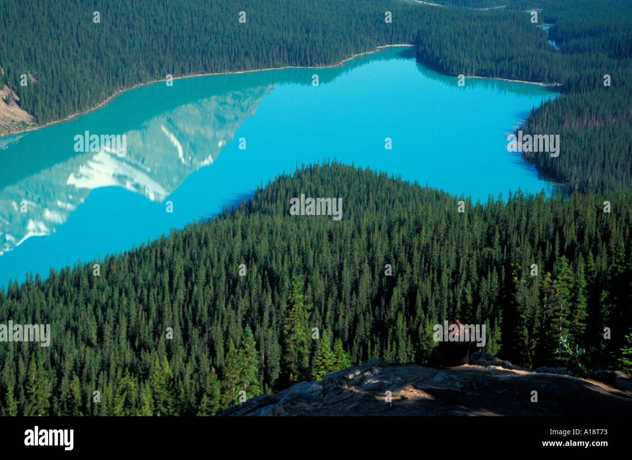Stunningly blue Peyto lake Bow pass Alberta Canada Stock Photo - Alamy