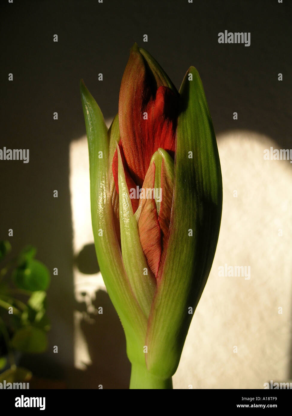 Amaryllis bulb room hi-res stock photography and images - Alamy