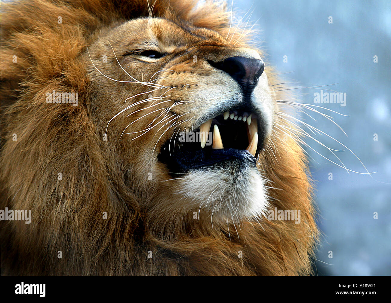 Male Lion Snarling