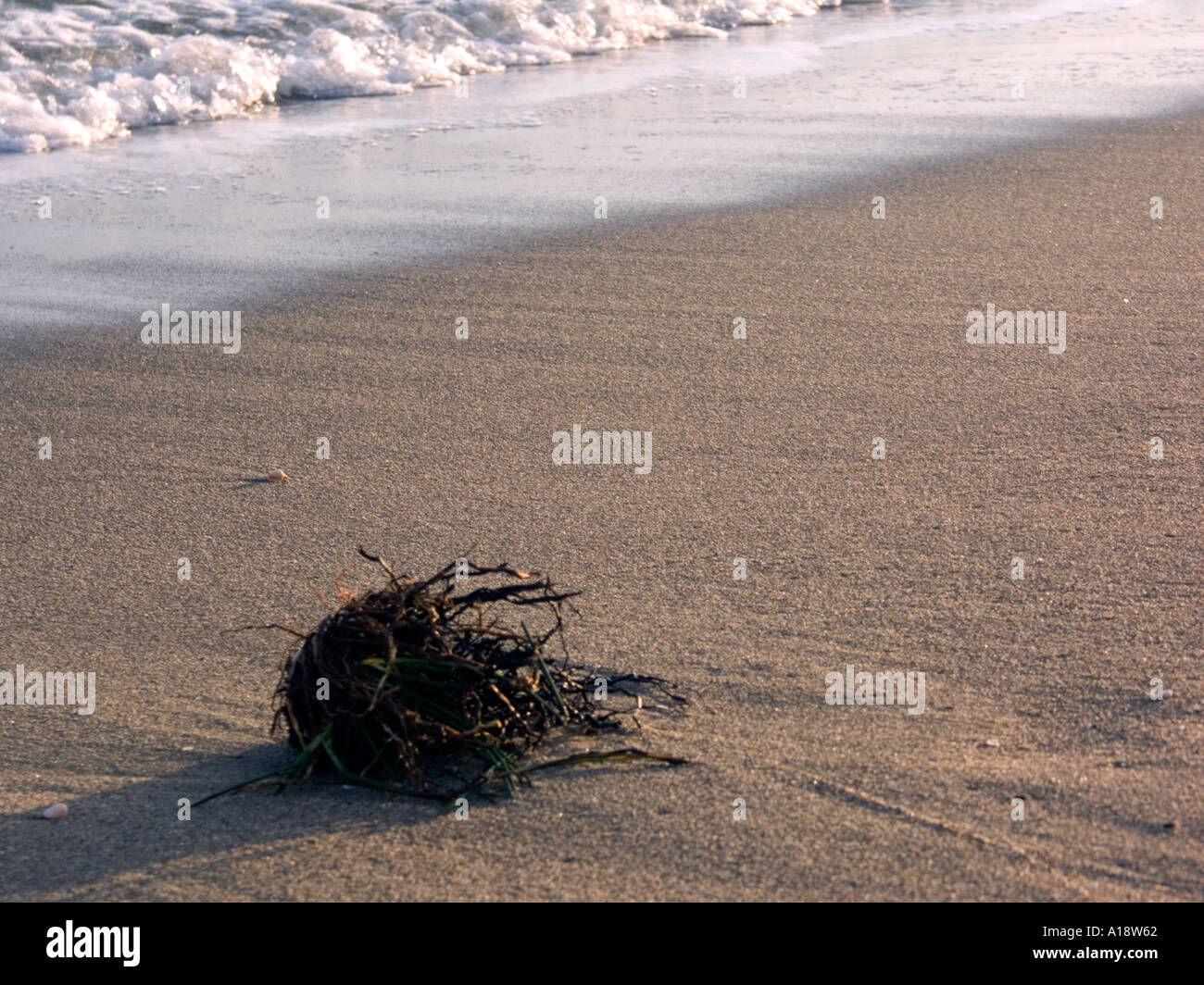 Wet seaweed and roots on a european beach hi-res stock photography and ...