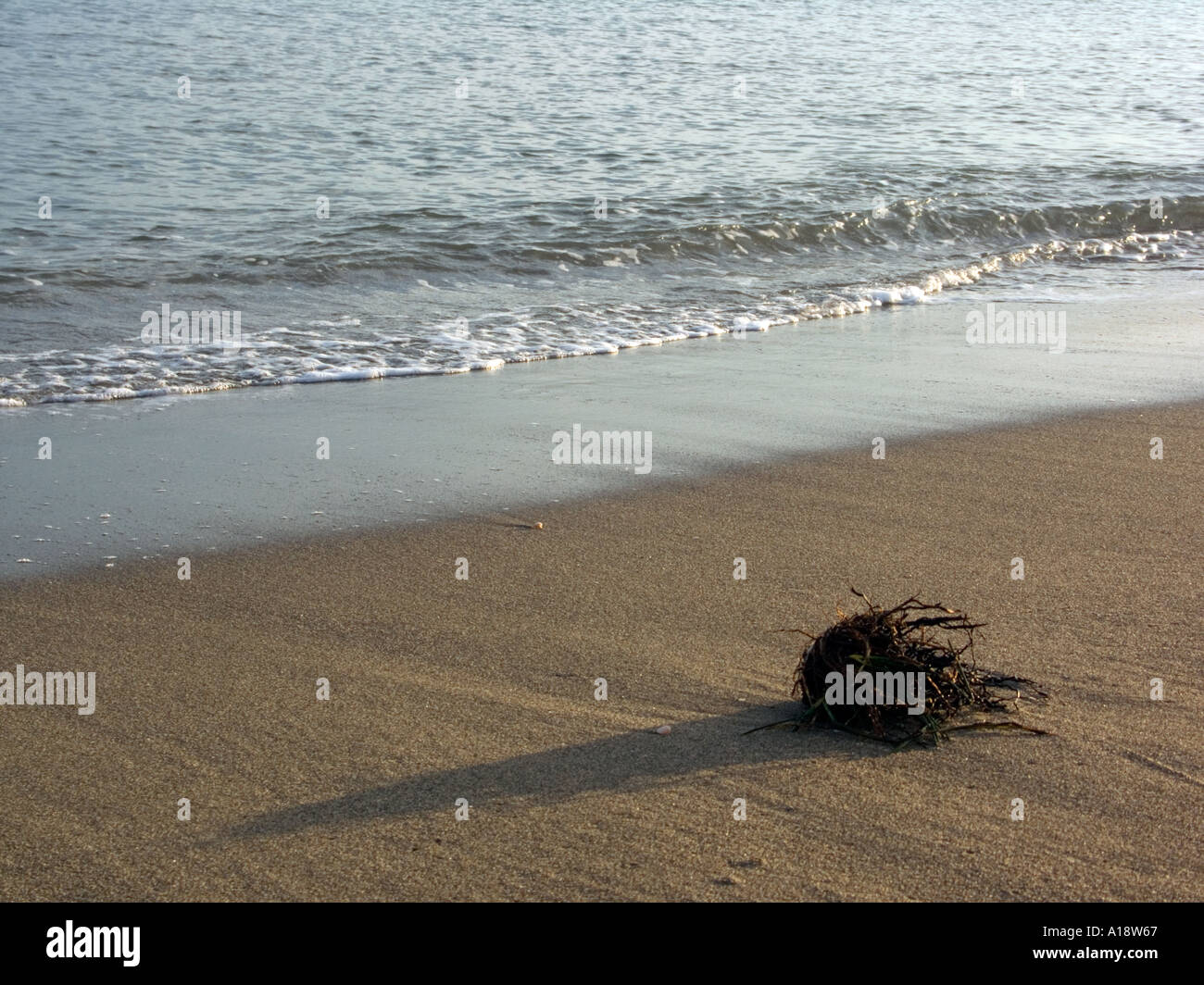 Wet seaweed and roots on the european beach hi-res stock photography ...