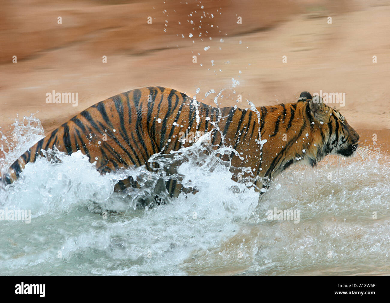 Bengal tiger running through water hi-res stock photography and images ...