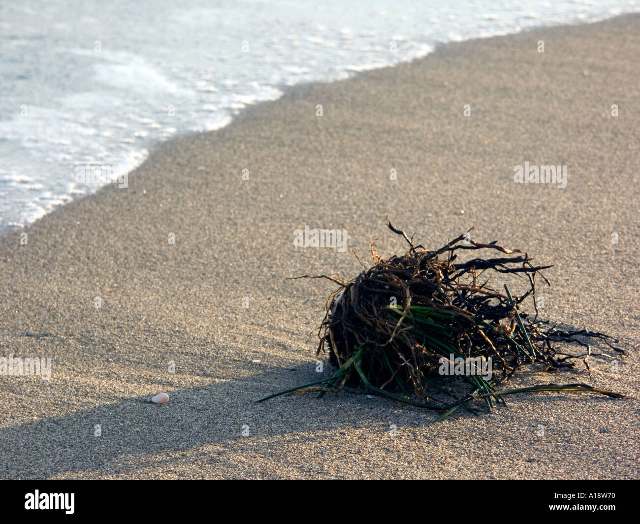 Wet seaweed and roots on the european beach hi-res stock photography ...