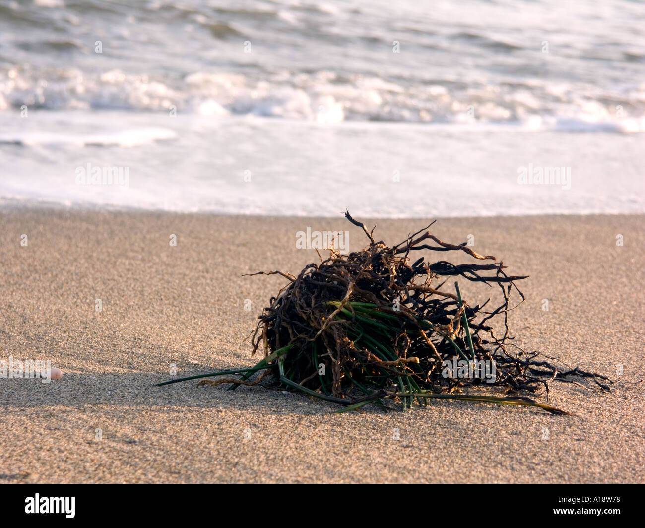 Wet seaweed and roots on a european beach hi-res stock photography and ...