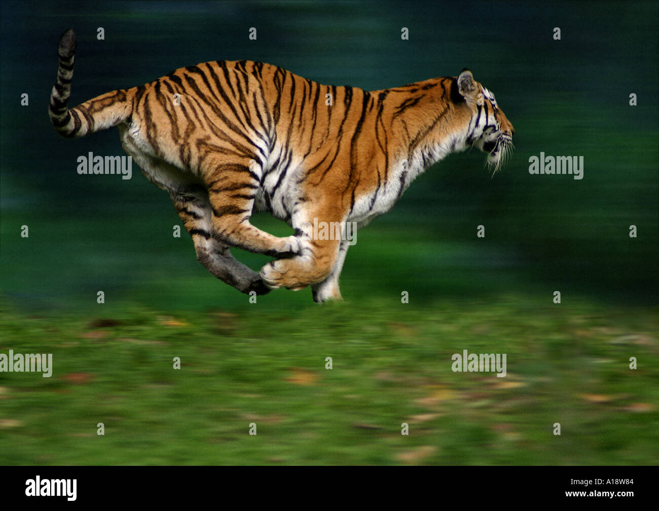 The only running tiger hi-res stock photography and images - Alamy