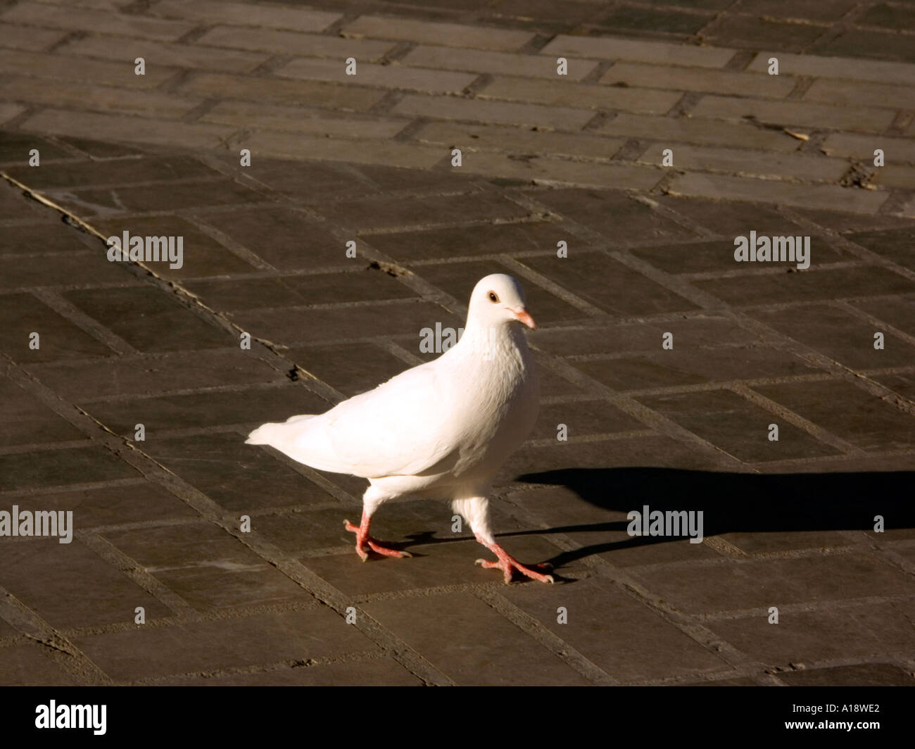 Dove spain hi-res stock photography and images - Alamy