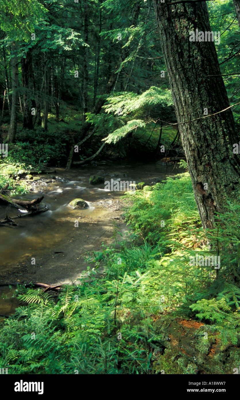 East Montpelier VT Ferns spruce and hemlock trees in the forest along ...