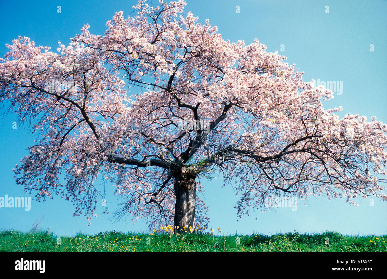 Flowering Cherry Prunus Amanogawa in Full Bloom Stock Photo - Alamy