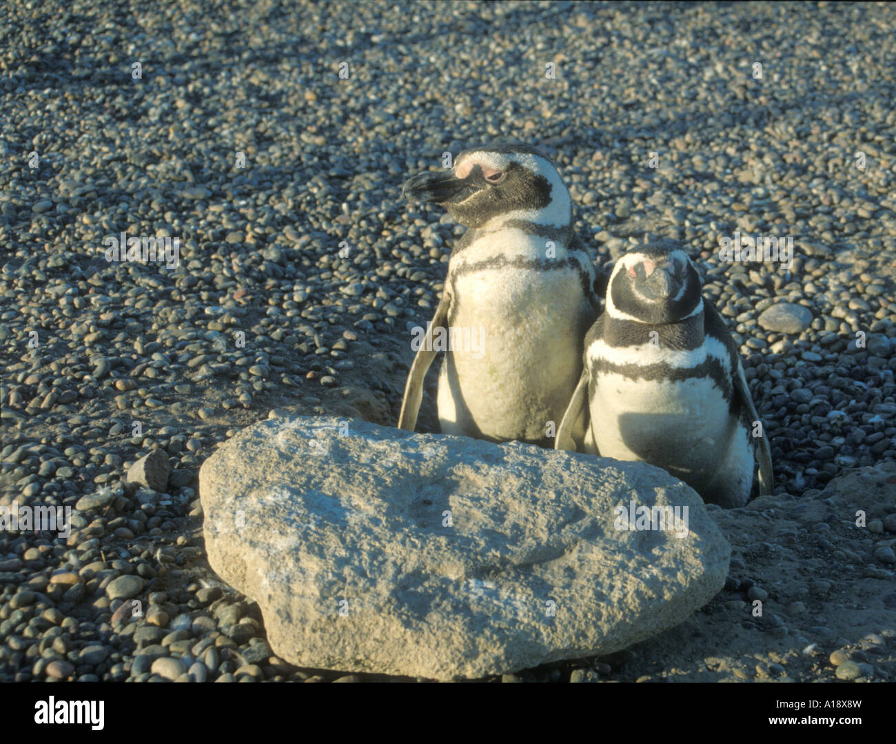 Punta arenas chile beach penguins hi-res stock photography and images ...