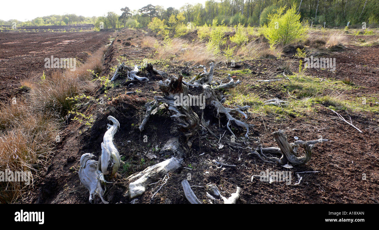 Bog Oak Lindow Moss Wilmslow Cheshire England UK Stock Photo - Alamy