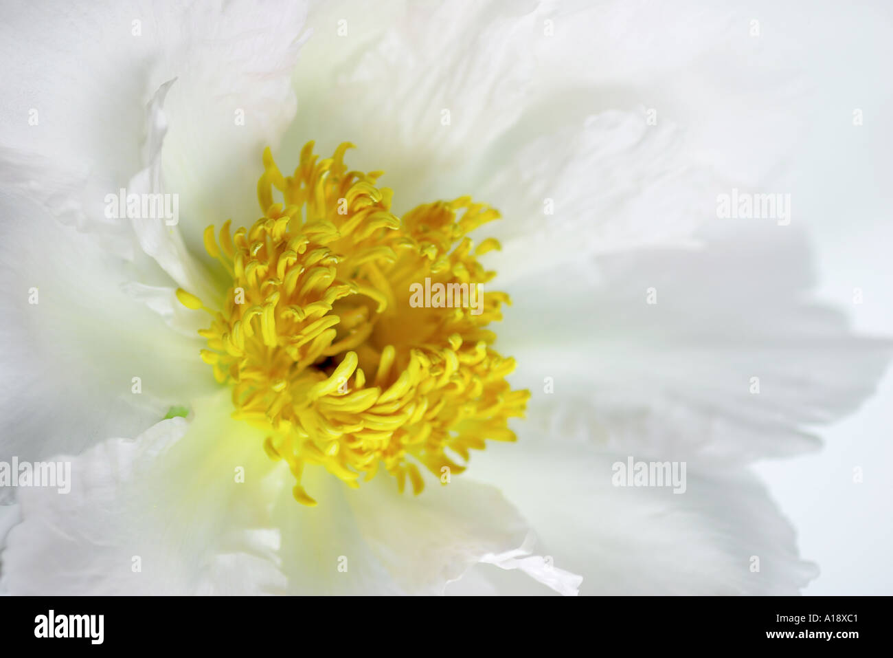 White peony cut out hi-res stock photography and images - Alamy
