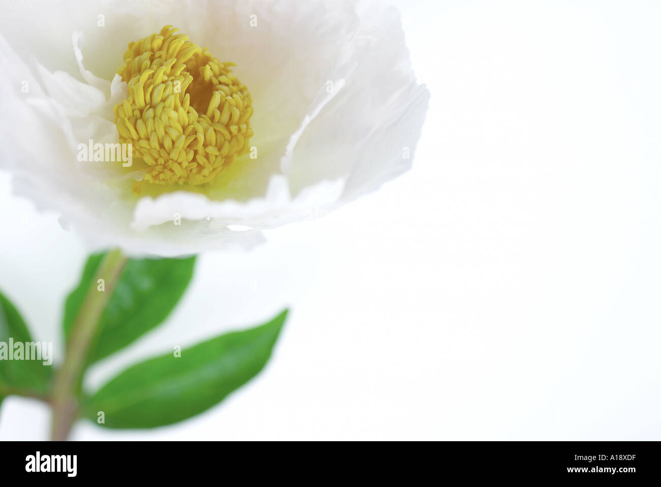 White peony cut out hi-res stock photography and images - Alamy