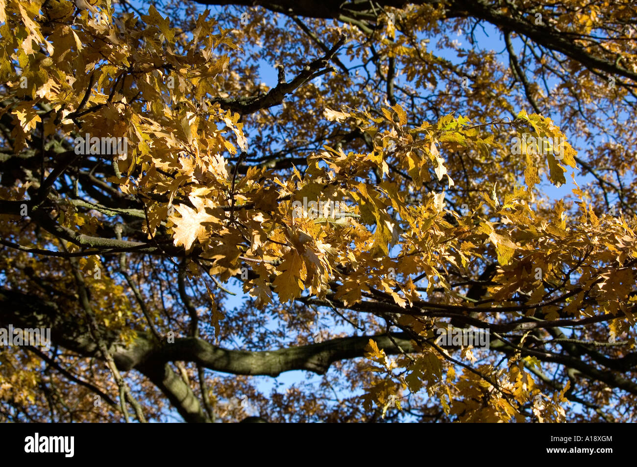 Autumn leaves of oak tree sessile quercus petraea England UK United ...