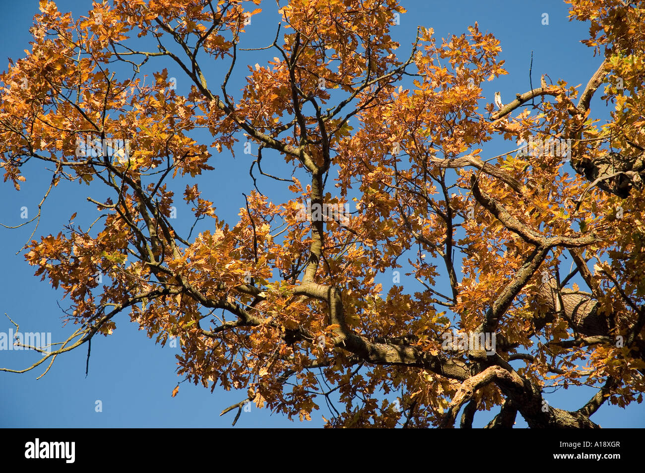 Sessile leaf hi-res stock photography and images - Alamy