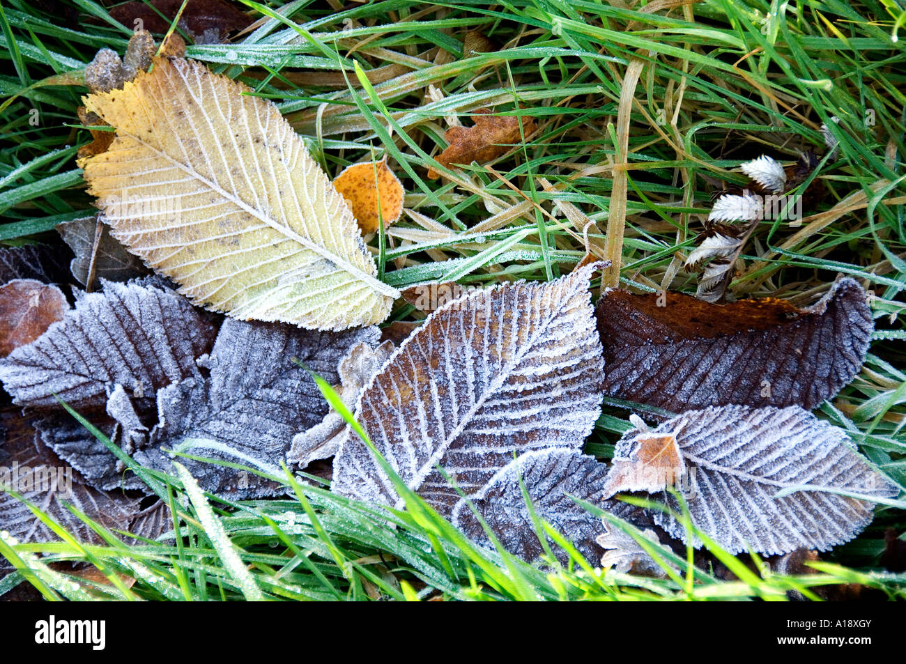 Close up of fallen Autumn leaves of beech tree fagus sylvatica England ...