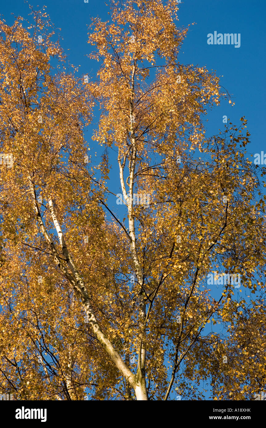Autumn leaves of silver birch tree betula pendula England UK United ...