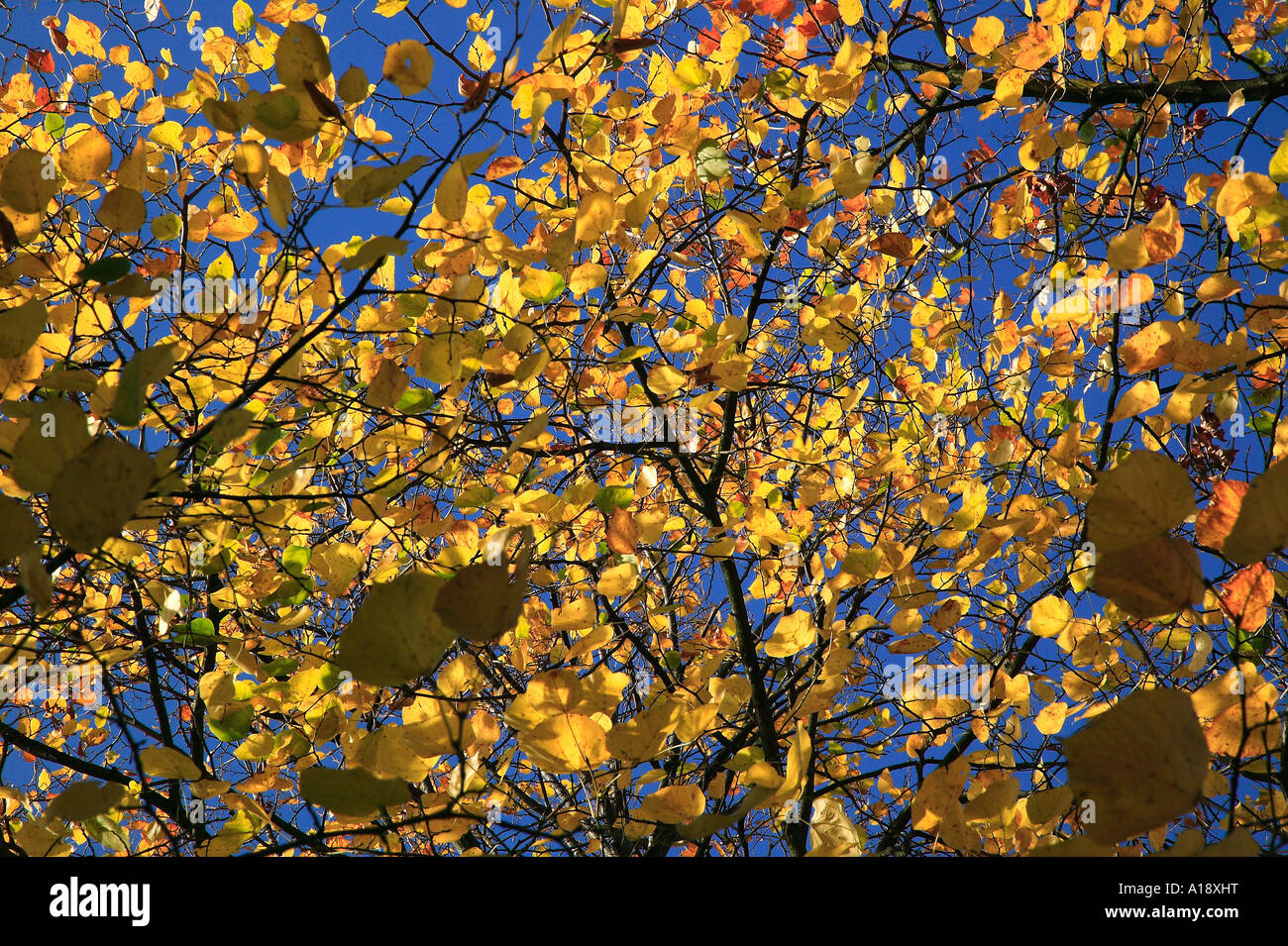 Canopy of red leaves hi-res stock photography and images - Alamy