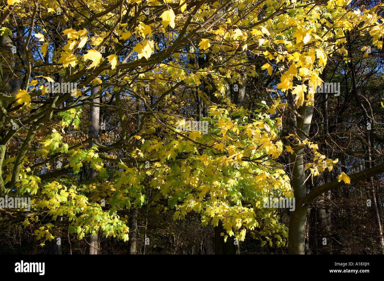 Autumn leaves of sycamore tree acer pseudoplantus England UK United ...