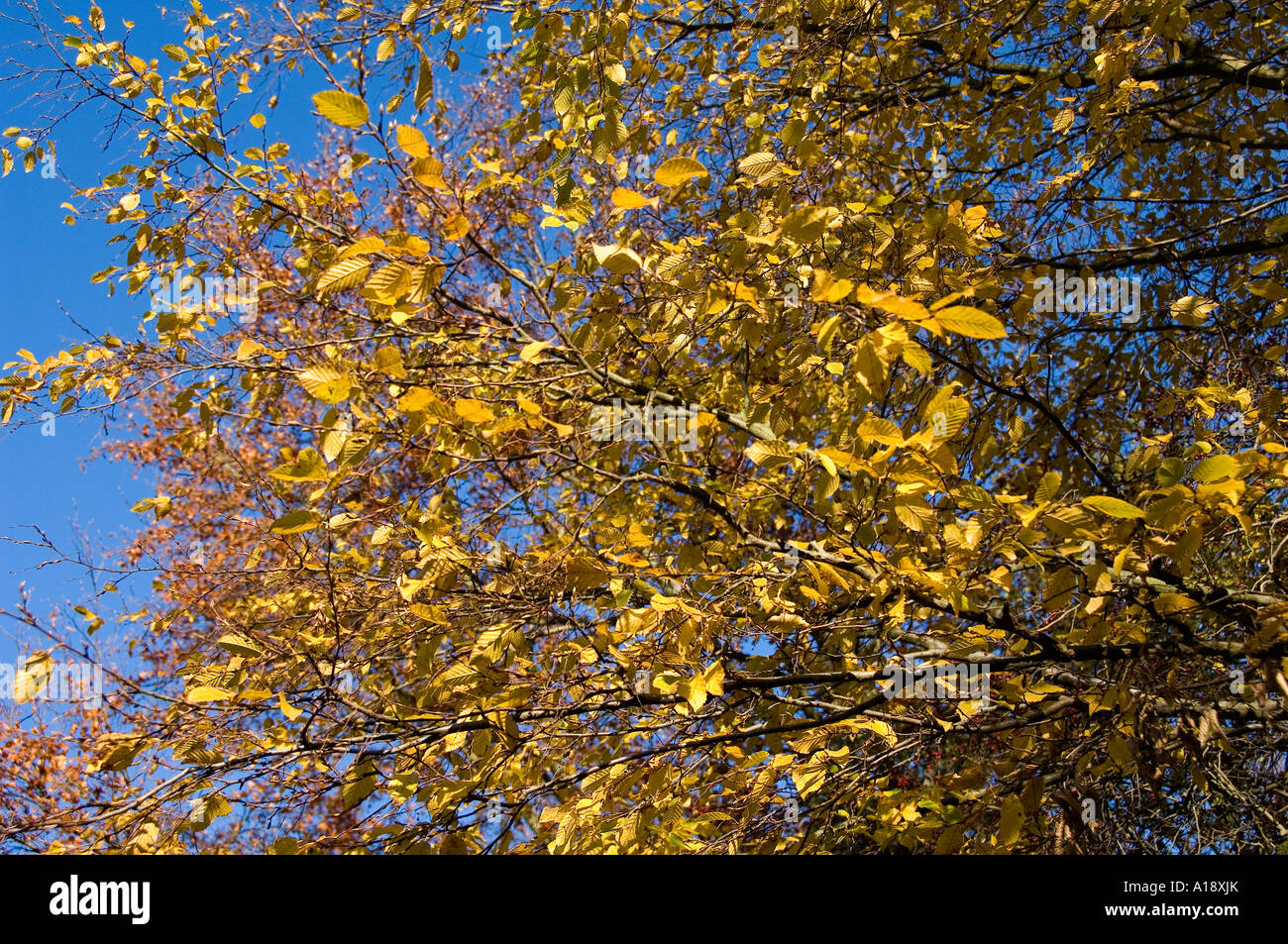 Beech Tree in Autumn fagus sylvatica England UK United Kingdom GB Great ...