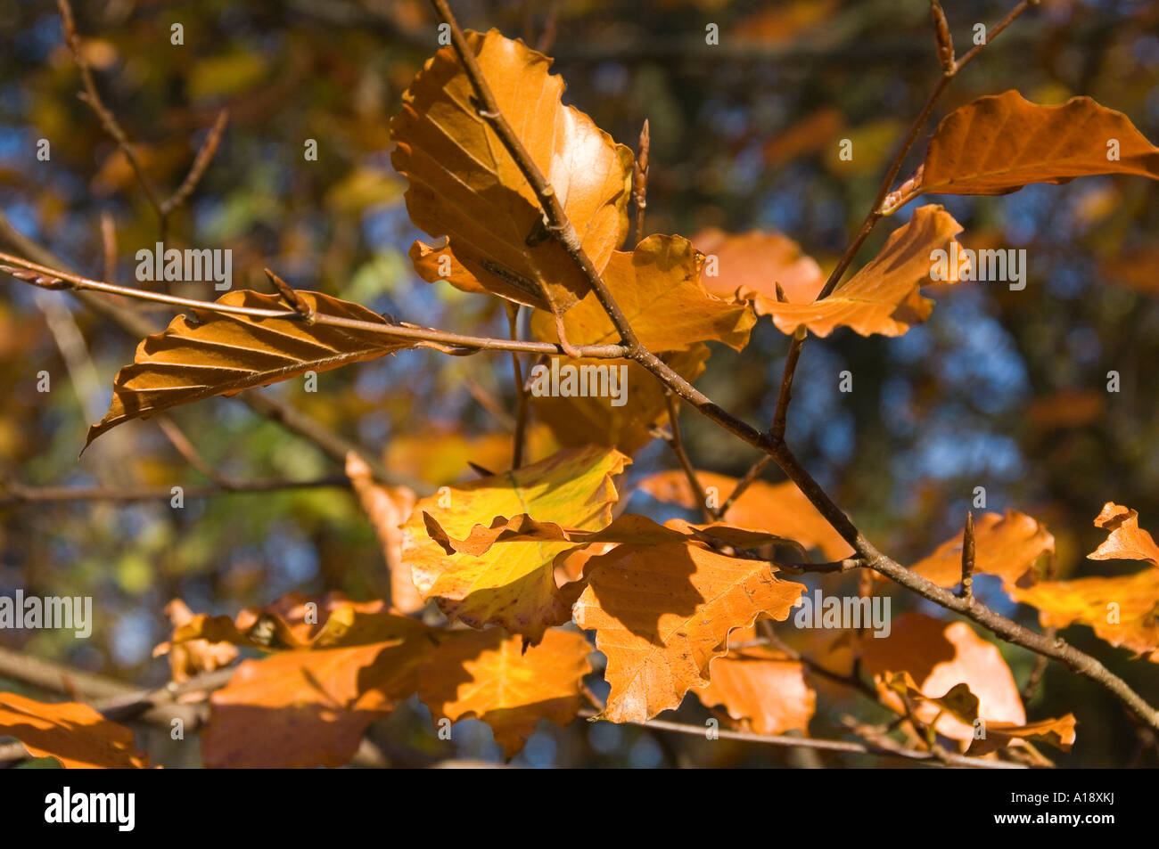 Close up of Beech tree leaves fagus sylvatica England UK United Kingdom ...