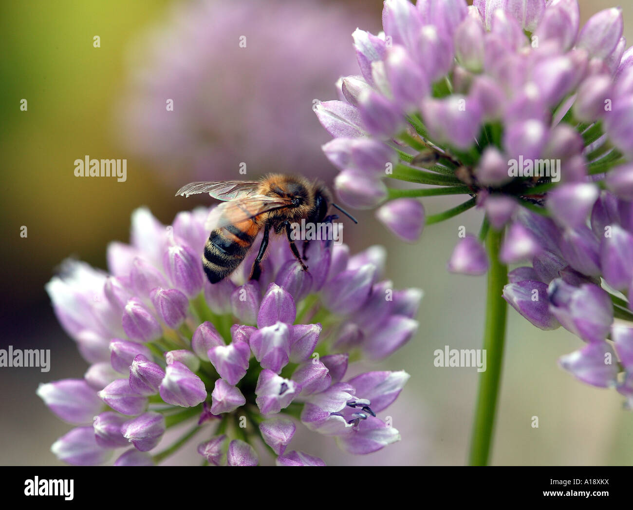 Close-up of Bees collecting pollen on a flower head in Goodnestone Park ...