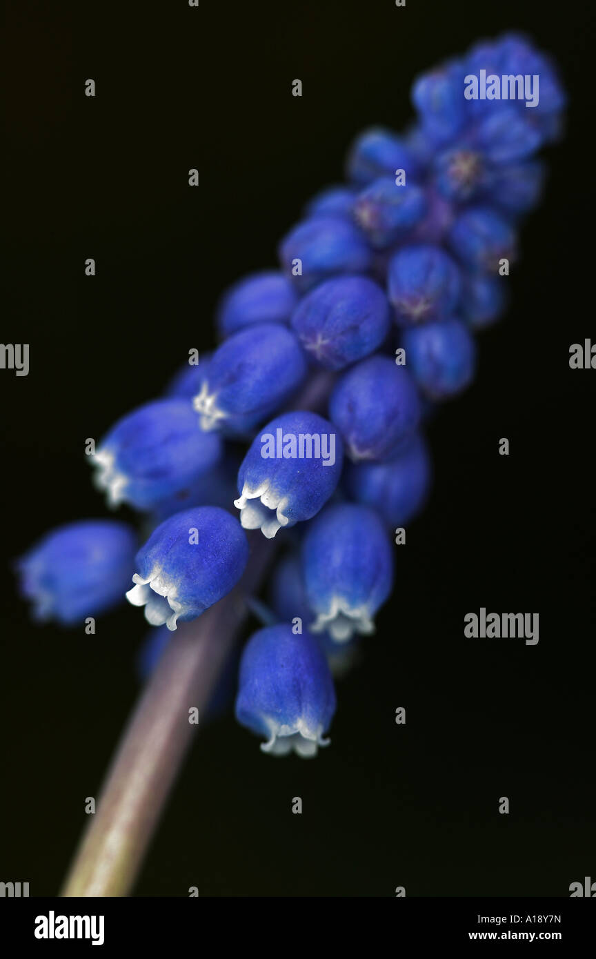 Hyacynth hi-res stock photography and images - Alamy