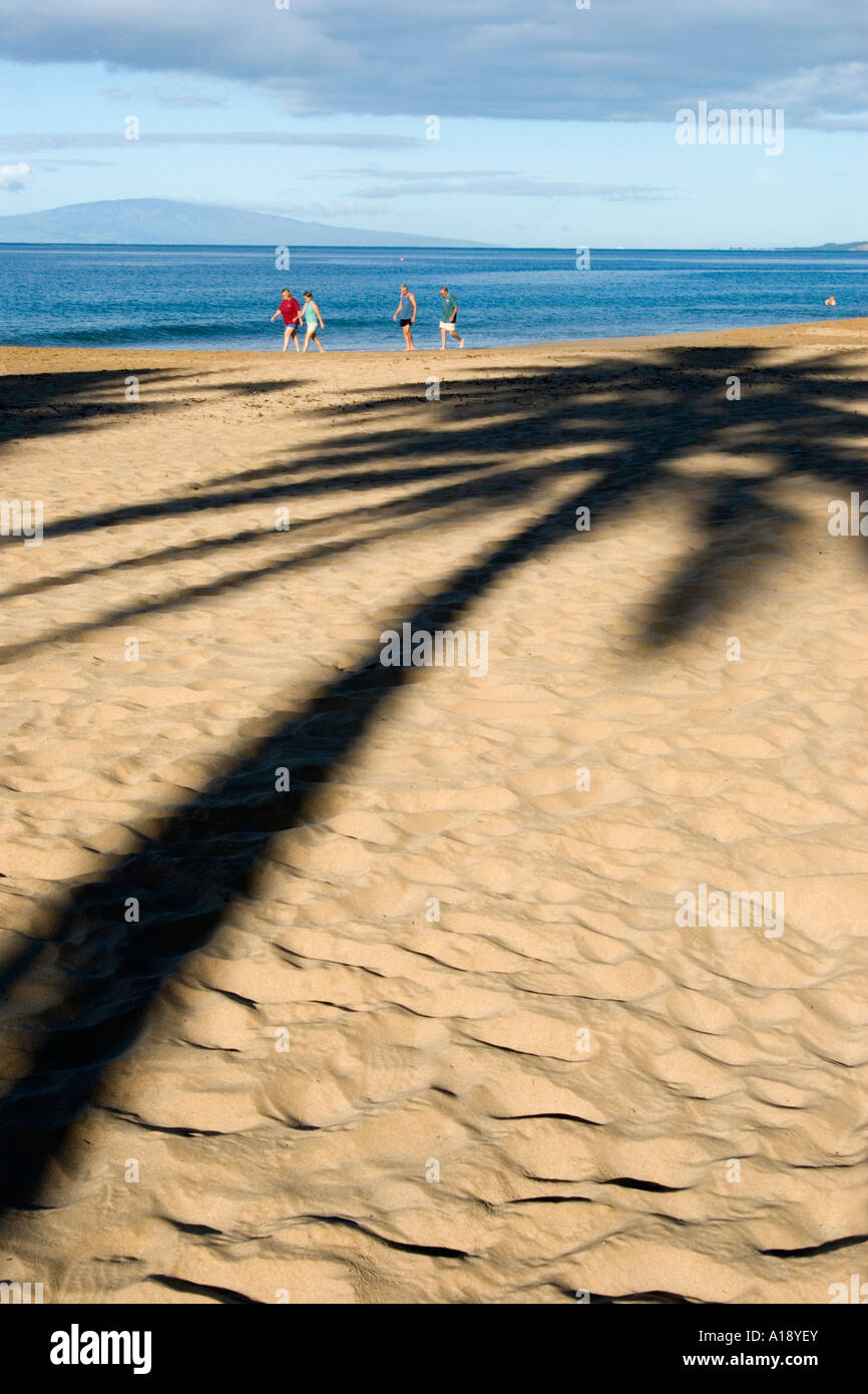Palm Tree Shadow on Kihei Beach in Maui Stock Photo - Alamy
