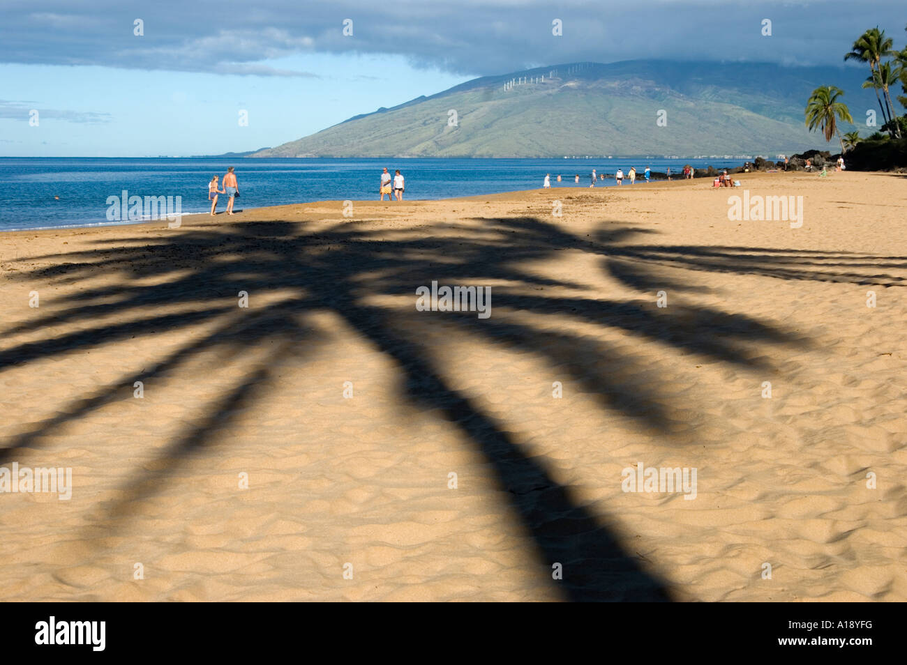 Palm Tree Shadow on Kihei Beach in Maui Stock Photo - Alamy