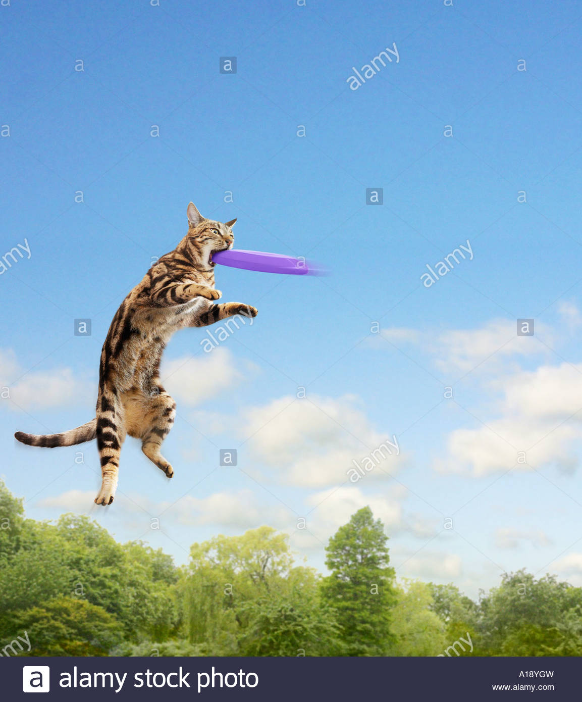 Cartoon Trees Stock Photos & Cartoon Trees Stock Images - Alamy